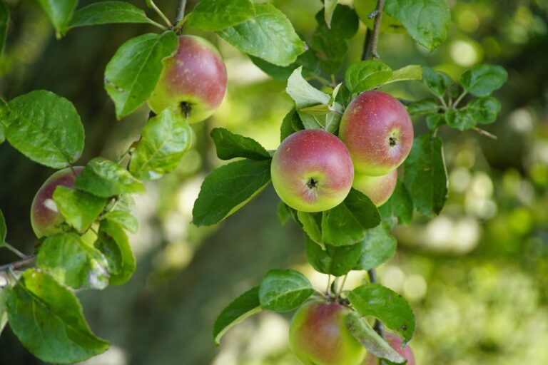 Tipos de Maças: cores, sabores e utilizações